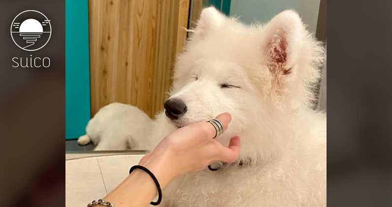 "Samoyed Cafe AL" offers a healing experience surrounded by big, fluffy ...